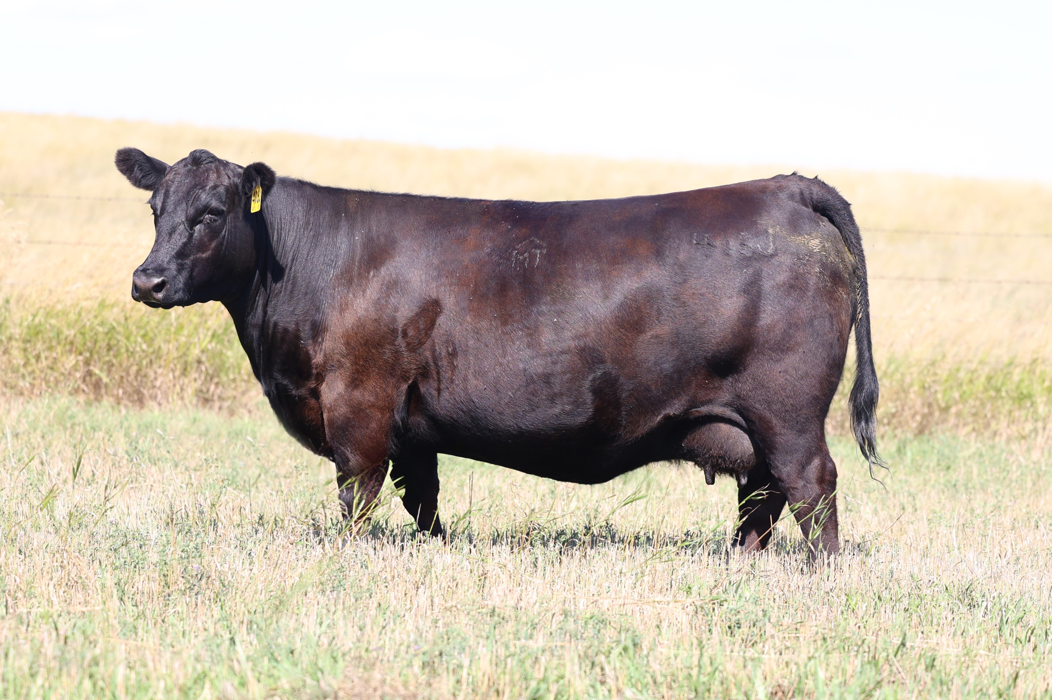Purebred Angus Cattle | MJT Cattle Co. Ltd., Canada