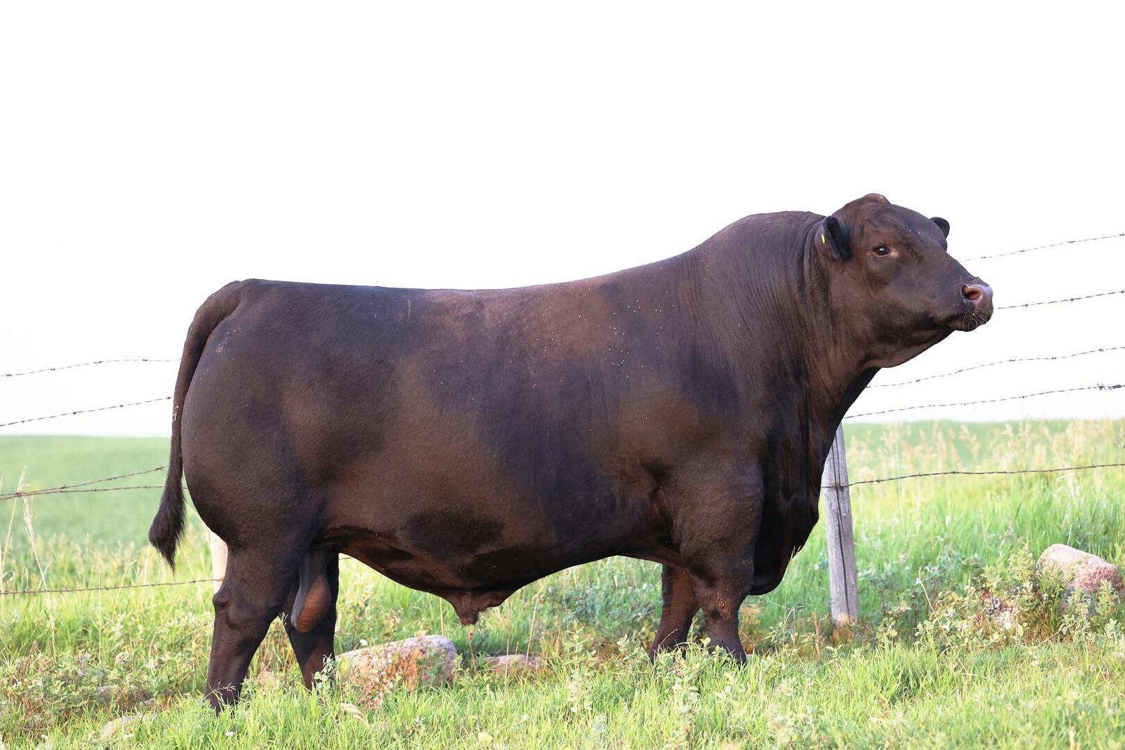 Angus Bulls for Sale | MJT Cattle Co. Ltd., Canada